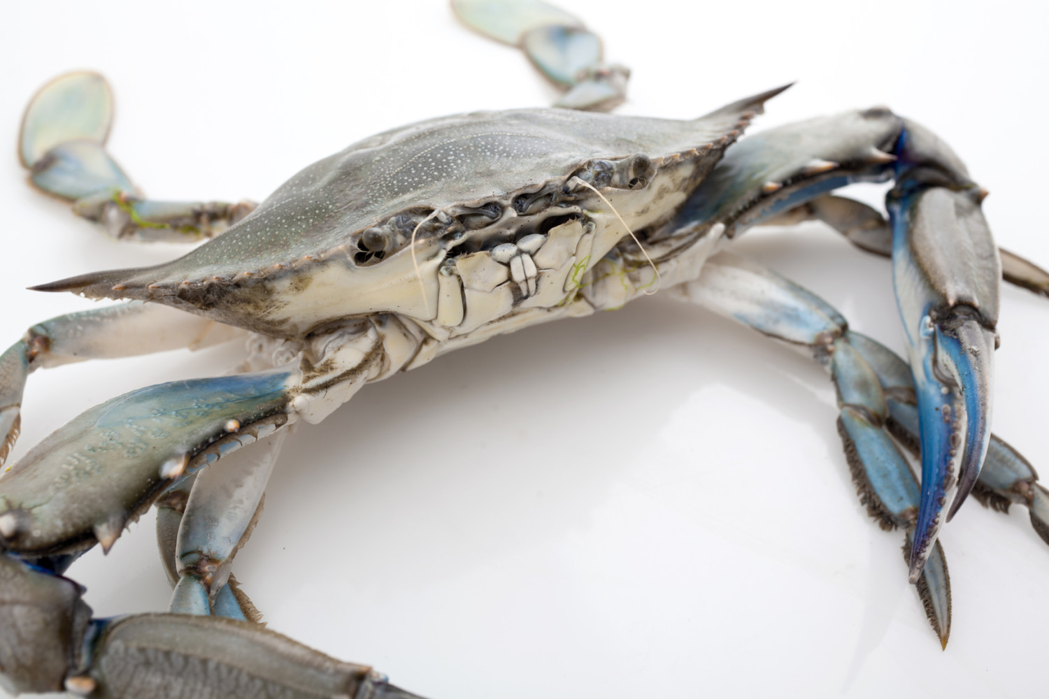 Blue crab on white background - NomNomenon