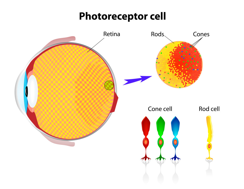 The number of cone cells types we have determines what colors we see